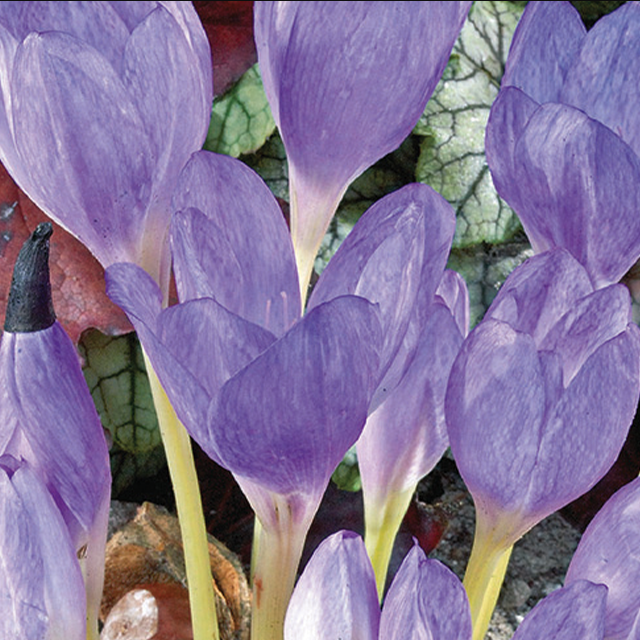 COLCHICUM THE GIANT 1/1-Šafran | Poljokomerc.rs