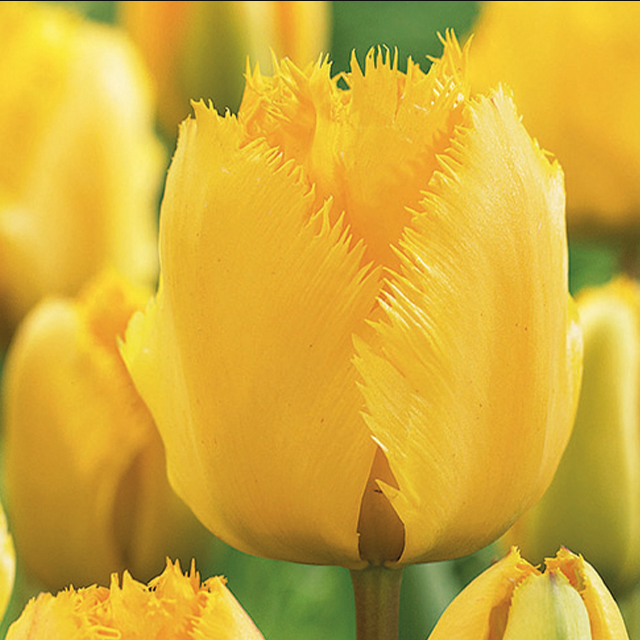 TULIPA CRYSTAL STAR | Poljokomerc.rs