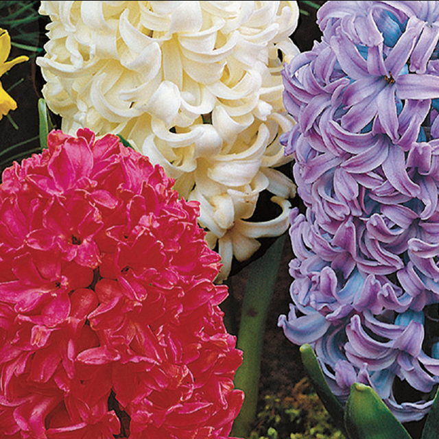 HYACINTHUS MIX 3/1 | Poljokomerc.rs