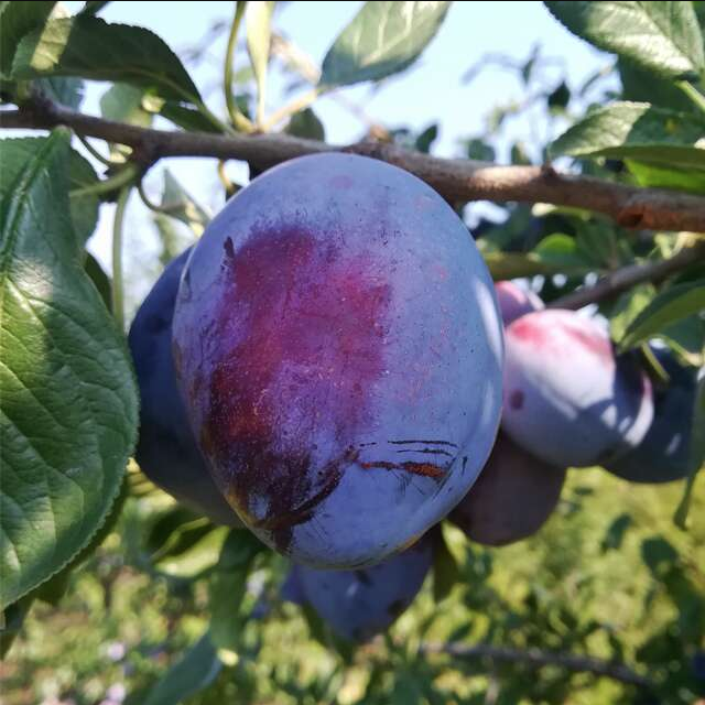 Sadnica šljive Grose Felicija | Poljokomerc.rs