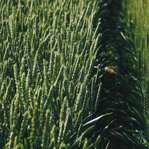 KWS psenica RHUM 25kg | Poljokomerc.rs