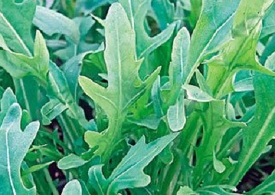 Rukola Charisma | Poljokomerc.rs