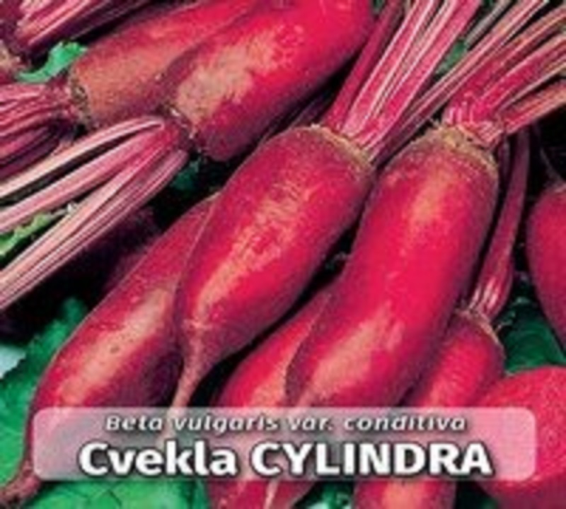 Cvekla Cylindra | Poljokomerc.rs