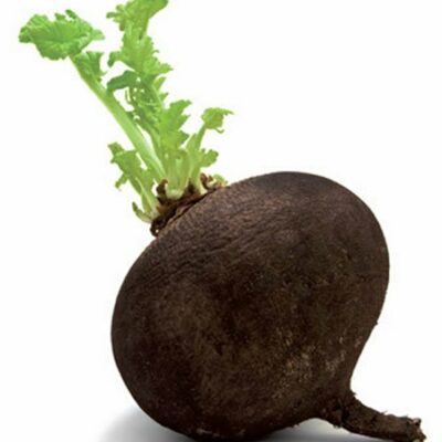 Rotkva Bela zimska | Poljokomerc.rs