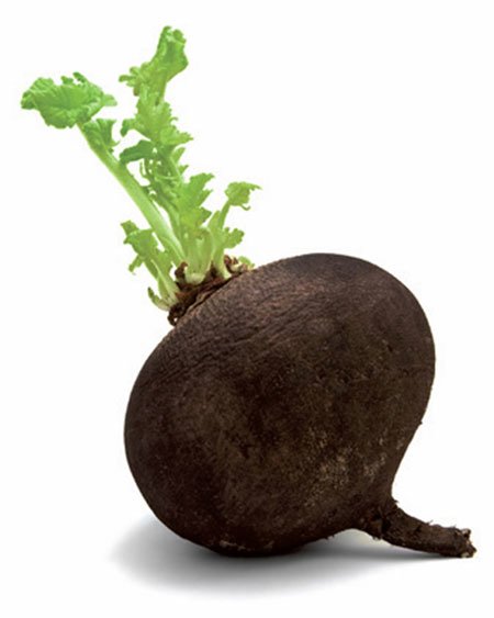 Rotkva Crna zimska | Poljokomerc.rs